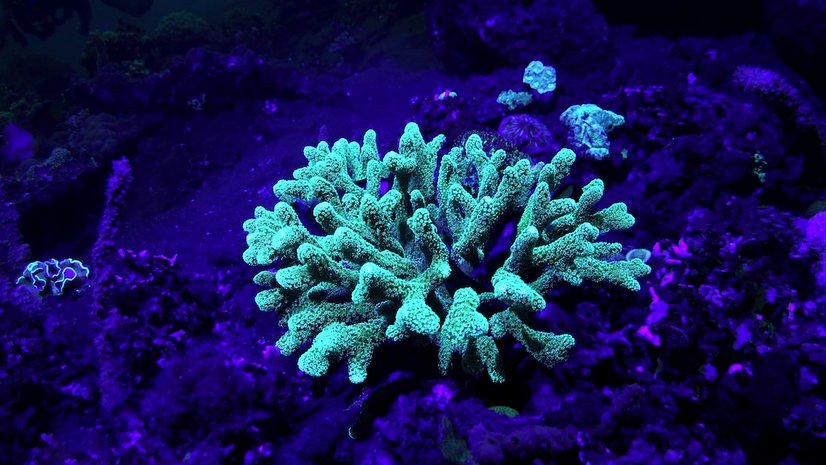 Corals may be wearing nature's best sunscreen – people4ocean